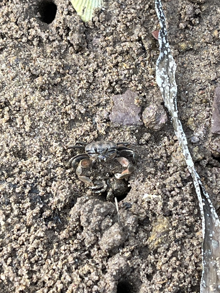 Semaphore Crab from Merimbula Boardwalk, Merimbula, NSW, AU on March 07 ...