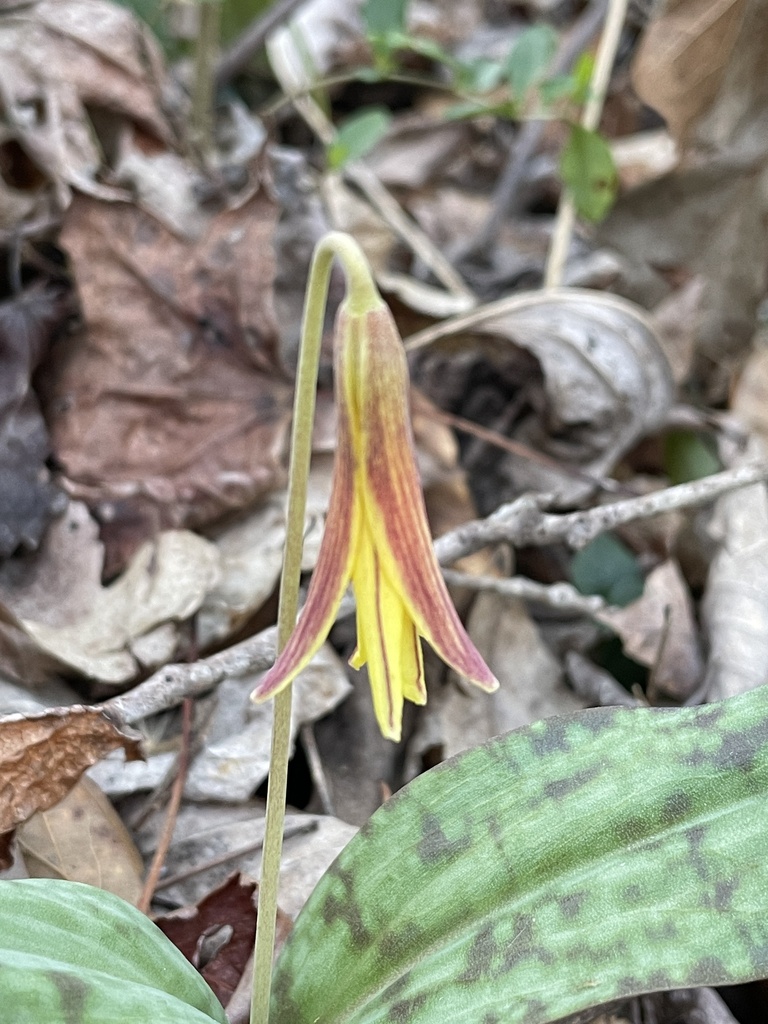 dimpled trout lily in March 2025 by Claudia Stratmann. Upland of ...
