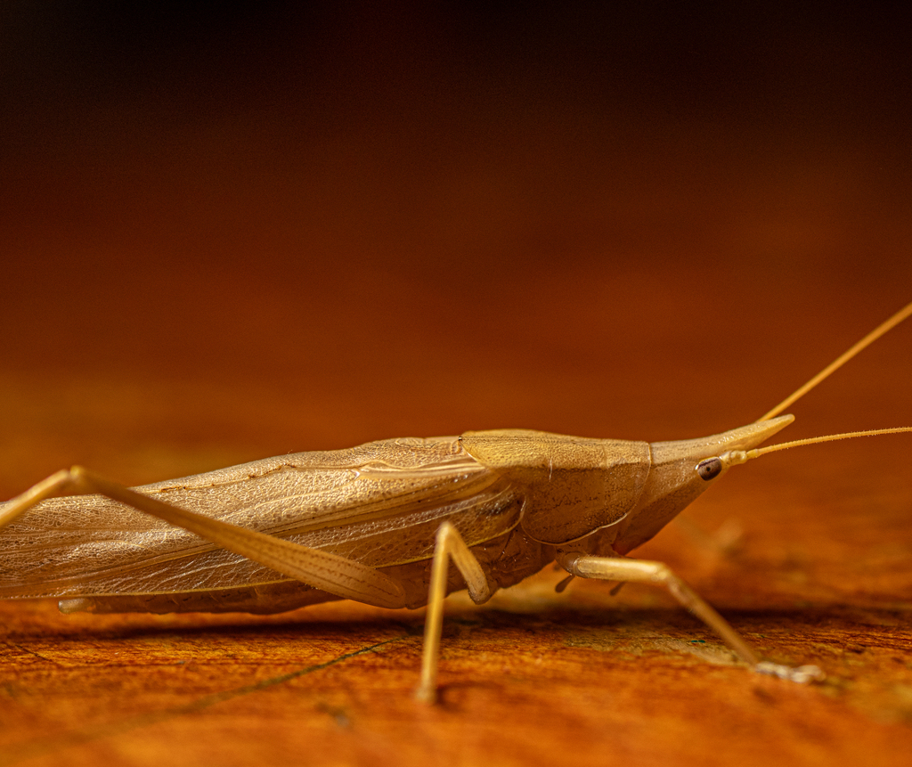 Lesson's Mimicking Snout-nose from Victor Harbor - Goolwa SA, Australia ...