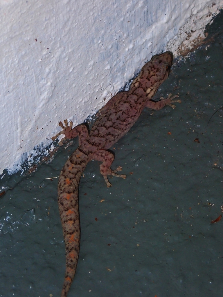Southern Marbled Gecko from Cronulla NSW 2230, Australia on March 7 ...