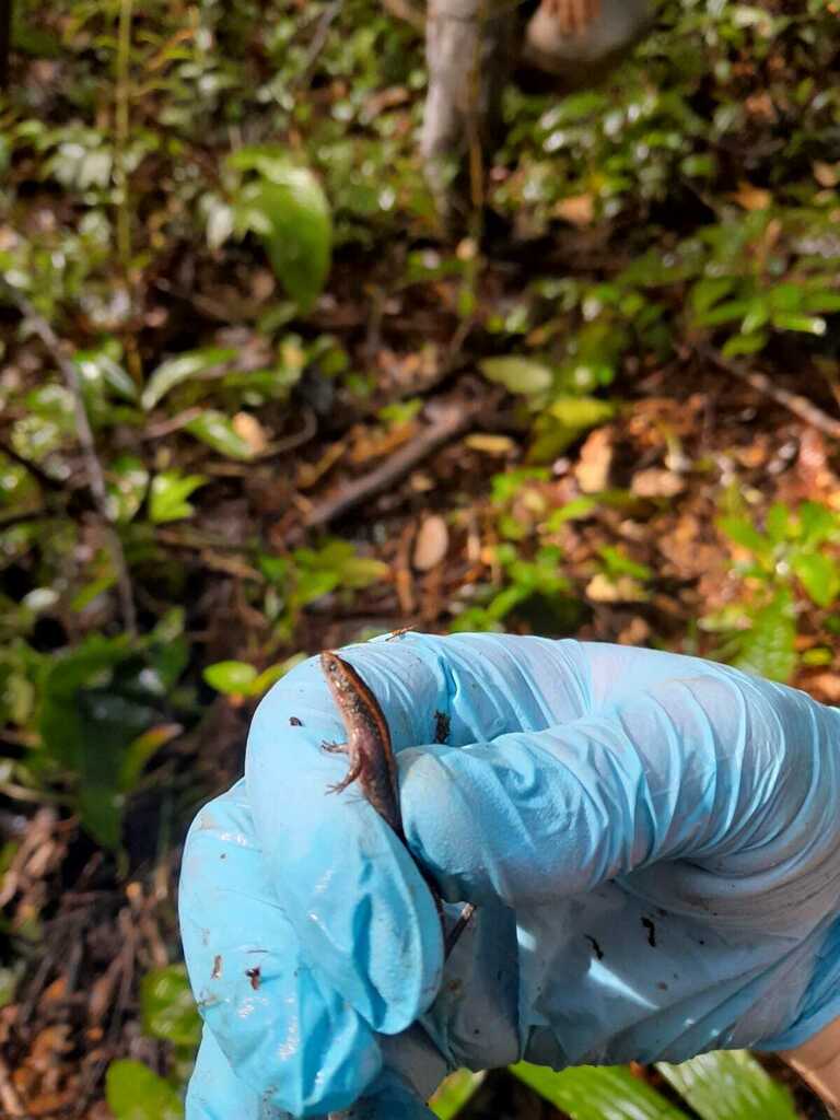 Glossy Shade Lizard from Régina 97390, Guyane française on February 23 ...