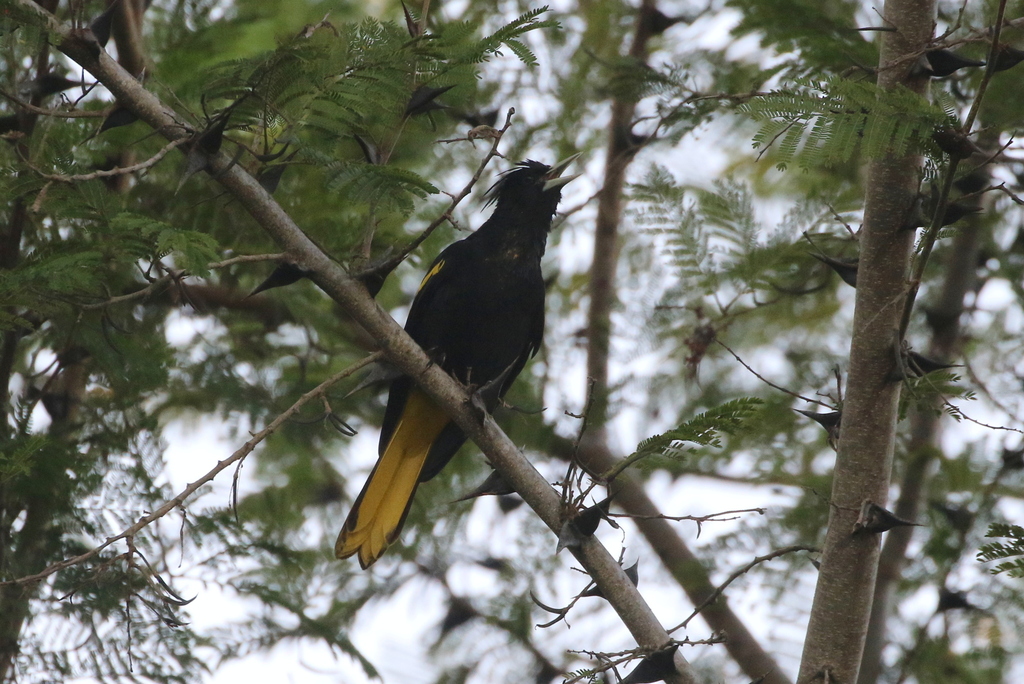 Yellow-winged Cacique from PMRH+XV Flamingos Greenway Path, Flamingos ...