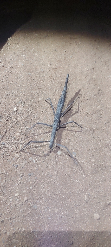Inland Horned Stick Insect from Fisher SA 5354, Australia on March 6 ...