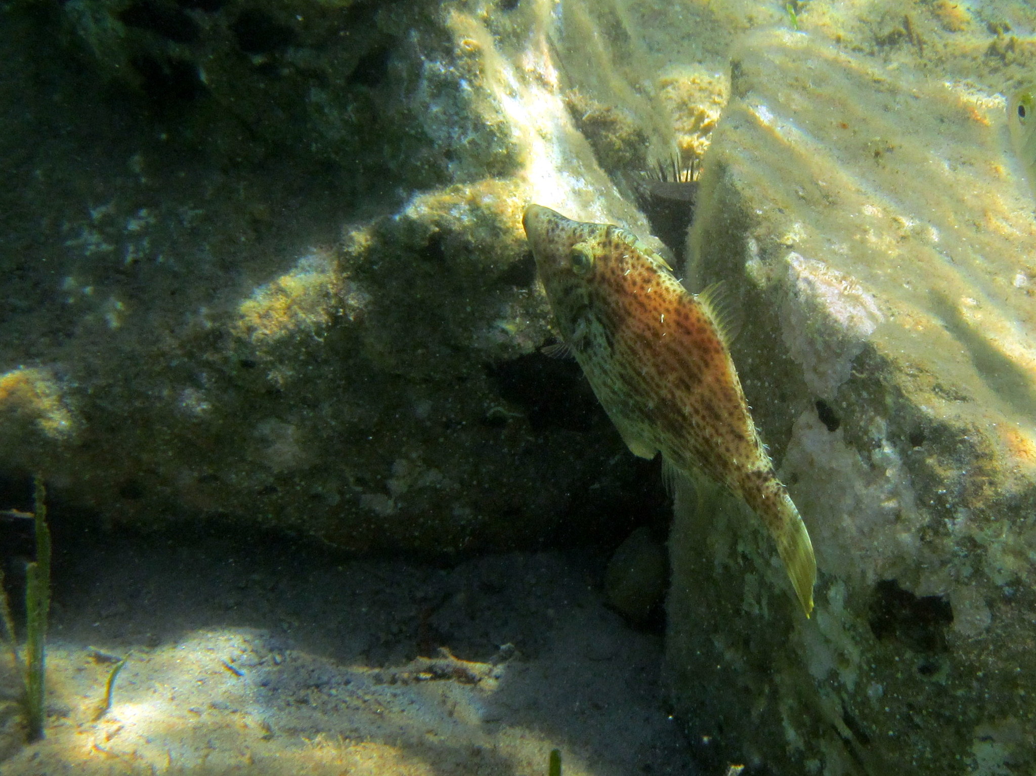 Stephanolepis diaspros Fraser-Brunner, 1940