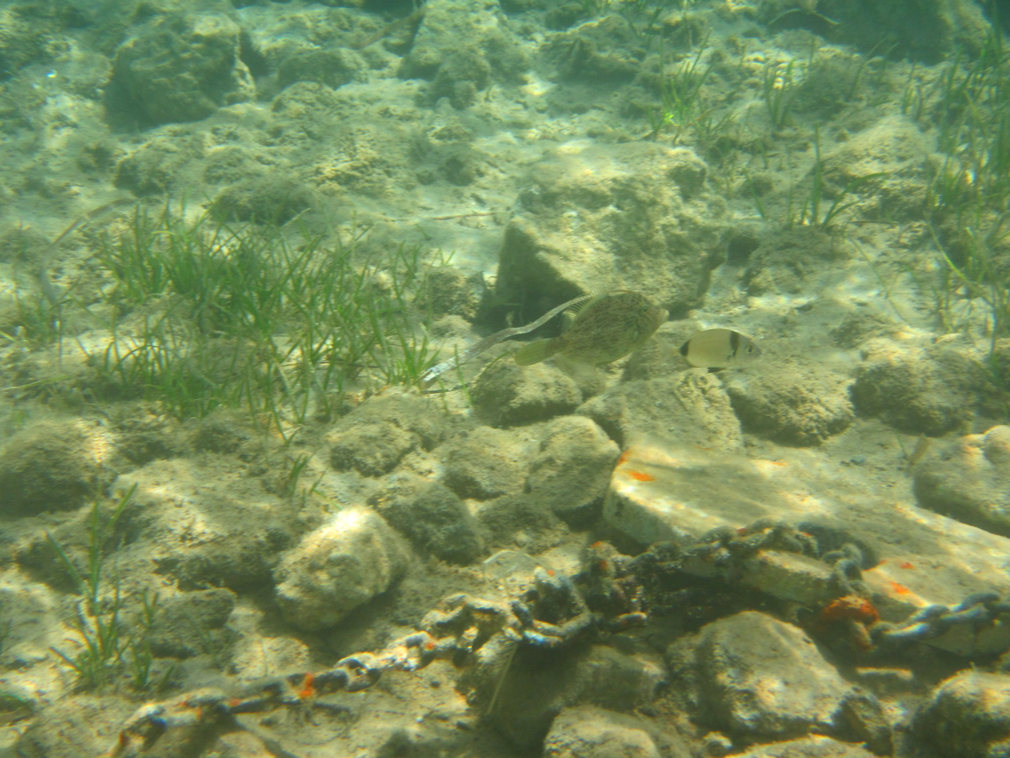 Stephanolepis diaspros Fraser-Brunner, 1940