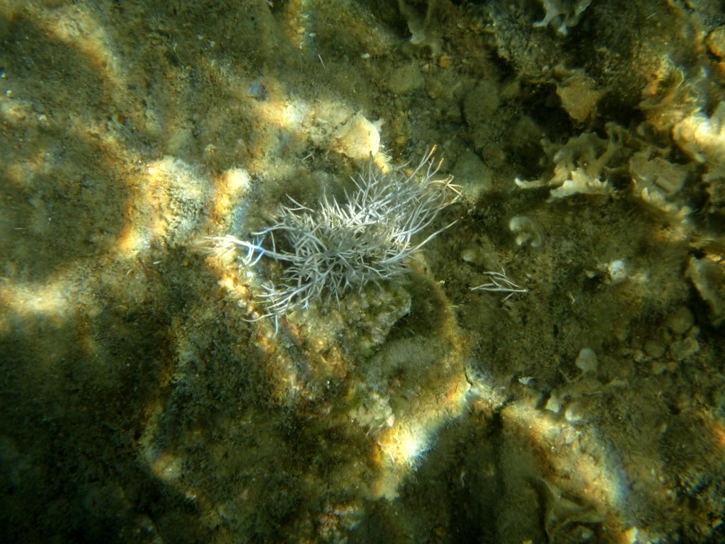 Amphiroa from South Aegean, Aegean, GR on July 10, 2019 by Pablo Fraire ...