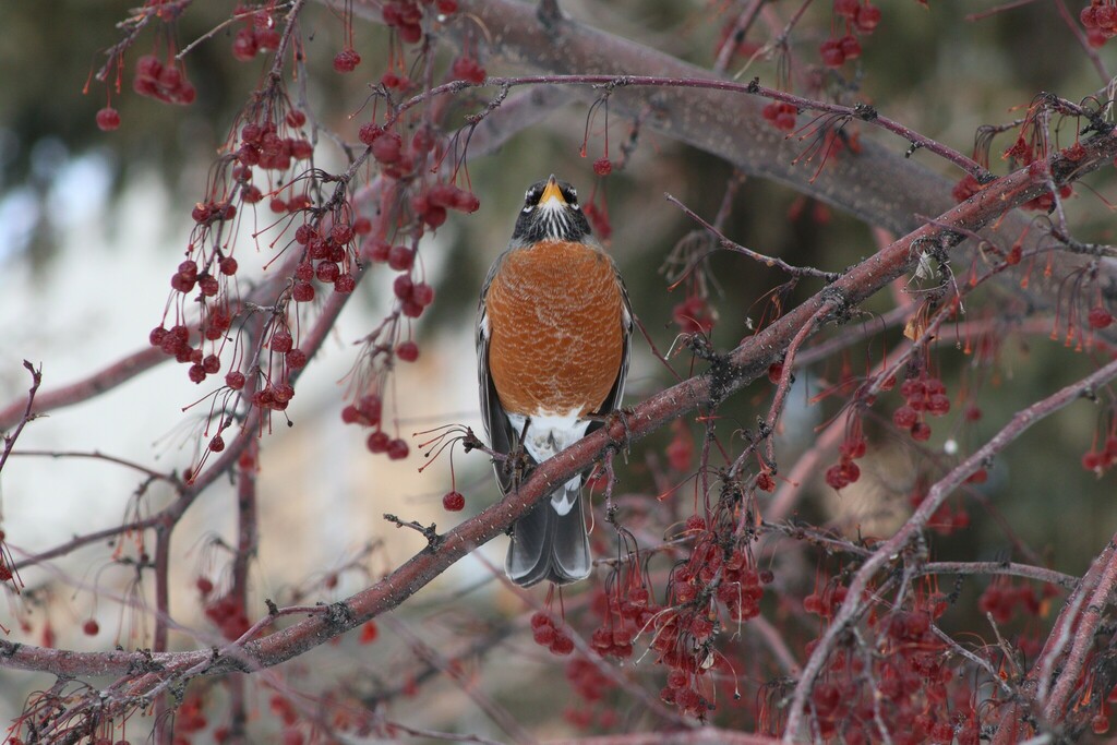 Western Robin from Rexburg, ID, USA on February 22, 2025 at 02:01 PM by ...