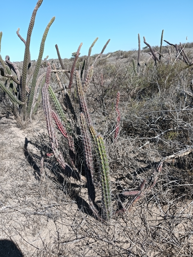 Octopus Cactus in March 2025 by Ana Flores · iNaturalist