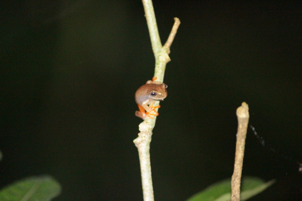 Tree Frogs and Allies from Rio Mogi, Santo André - SP, Brazil on March ...