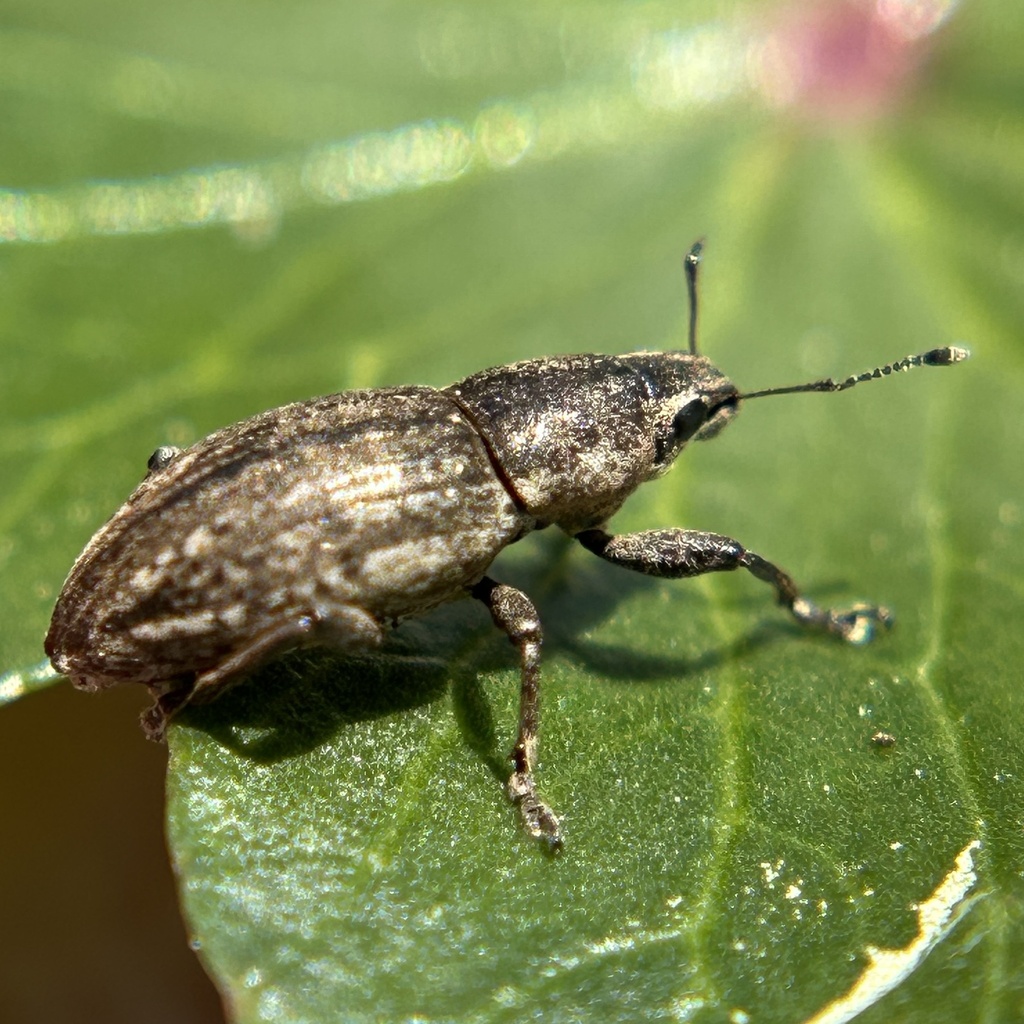 Sesuvium Weevil from SE 197th Pl, Dunnellon, FL, US on March 7, 2025 at ...