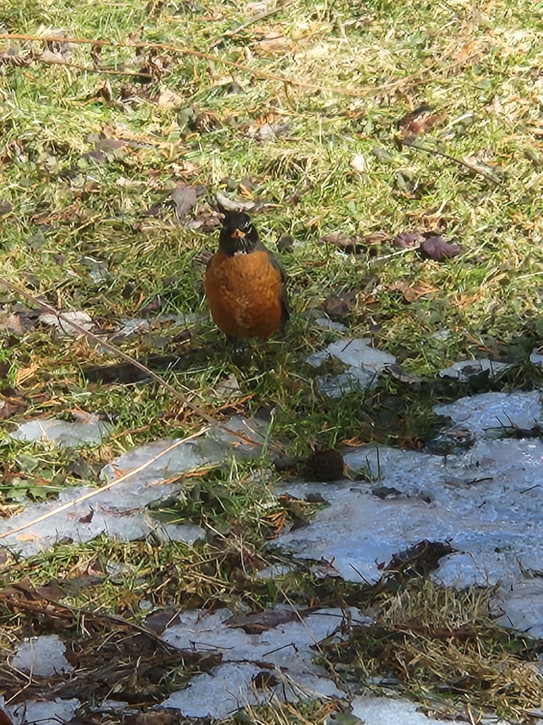 American Robin from Mountainhome, PA, USA on March 7, 2025 at 12:21 PM ...