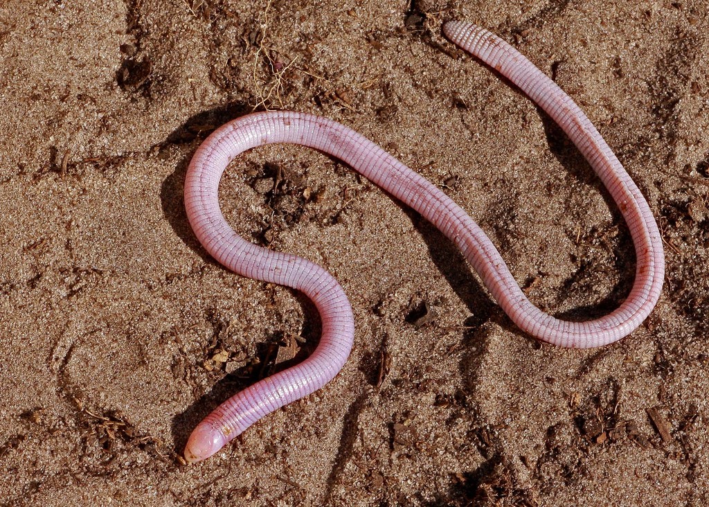 Amphisbaenians (Amphisbaenia) - Snakes and Lizards