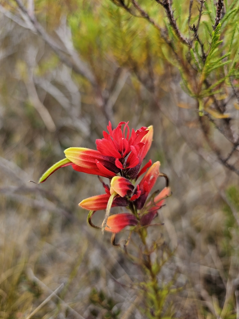 Castilleja fissifolia from Rosario de Perijá, Perijá, Zulia, VE on ...