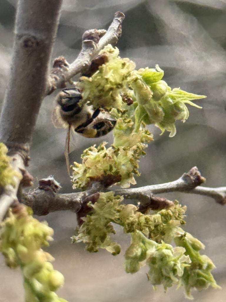 Western Honey Bee from FM-187, Utopia, TX, US on March 07, 2025 at 12: ...