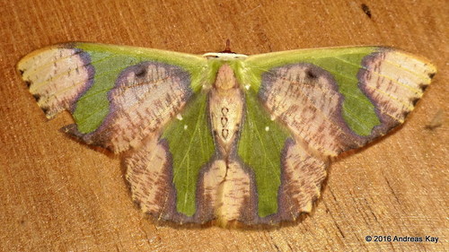 Oospila concinna · iNaturalist