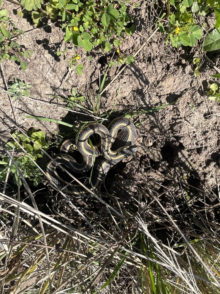 Valley Garter Snake in March 2025 by jhlemley · iNaturalist