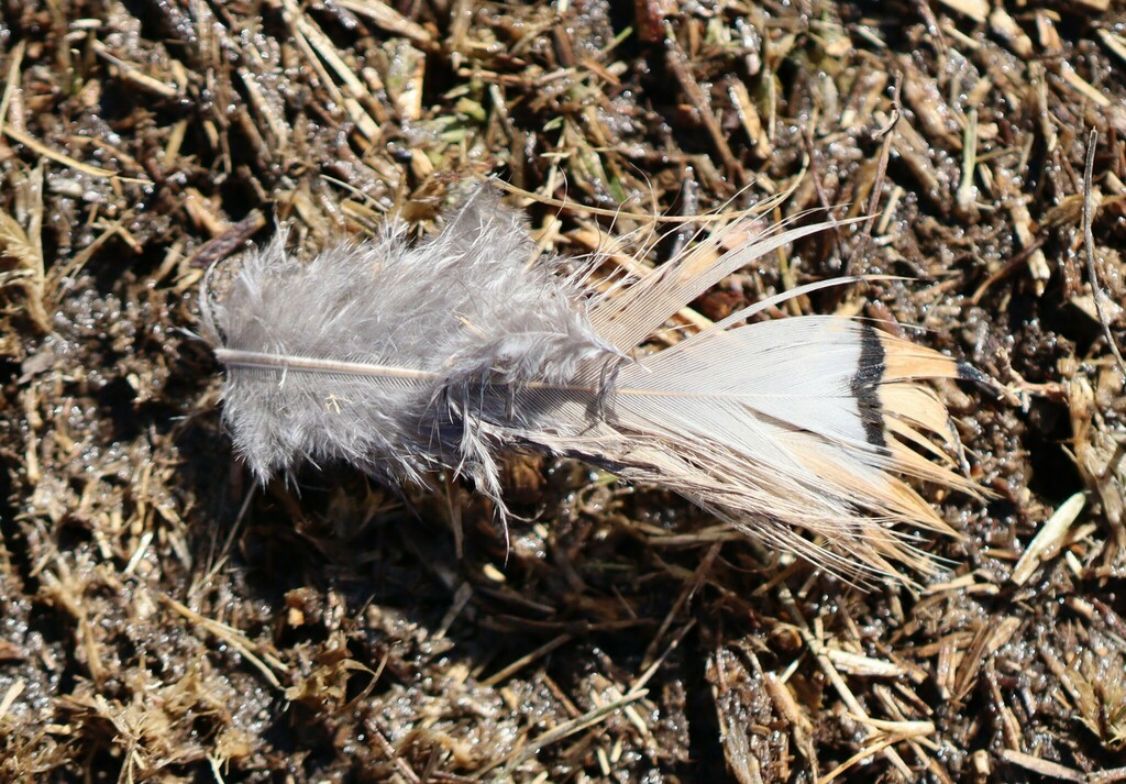 Chukar from 1304 Sloatsburg Rd, Ringwood, NJ 07456, USA on February 22 ...