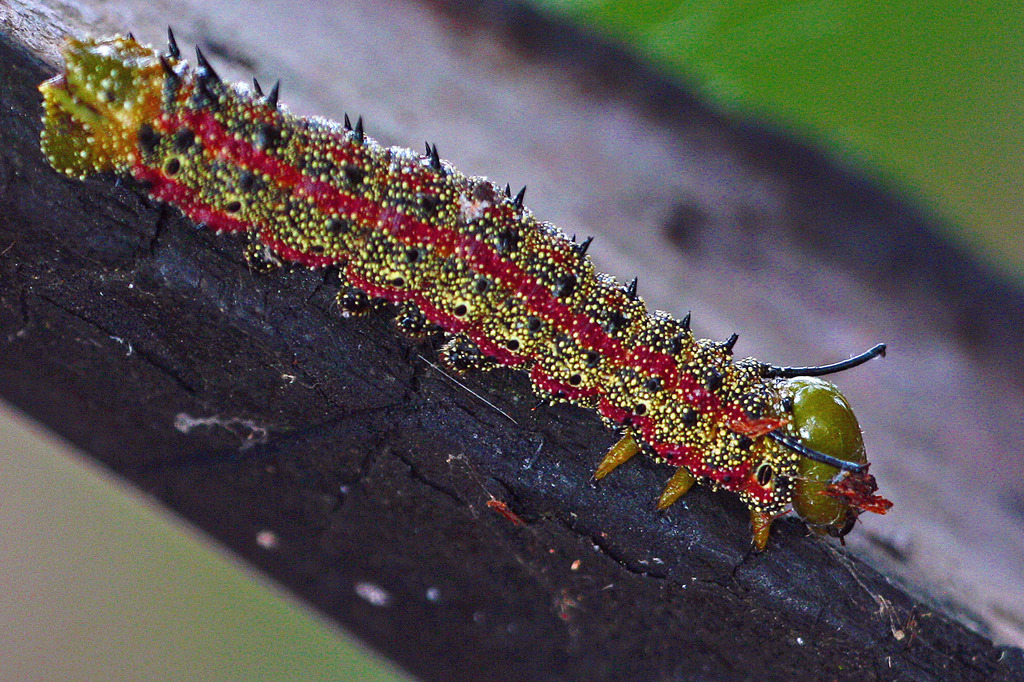 Pink-striped Oakworm Moth (Caterpillars of Ontario) · iNaturalist