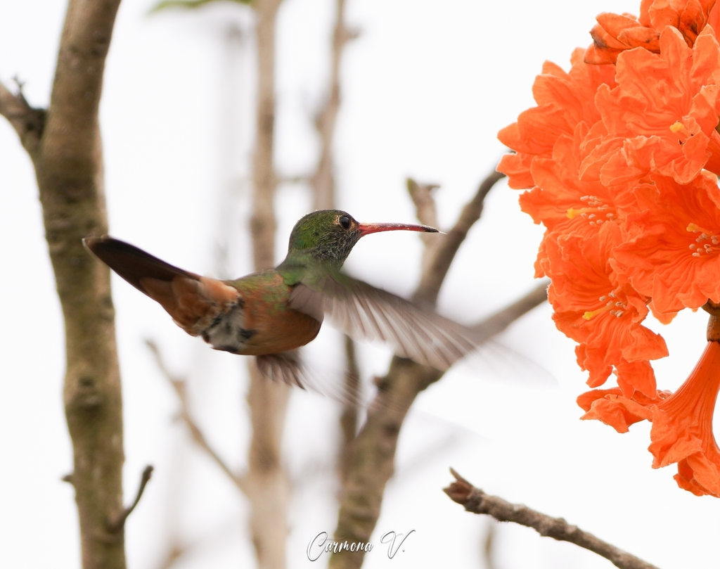 Colibrí Vientre Canelo desde 95265 El Bayo, Ver., México el 07 de marzo ...