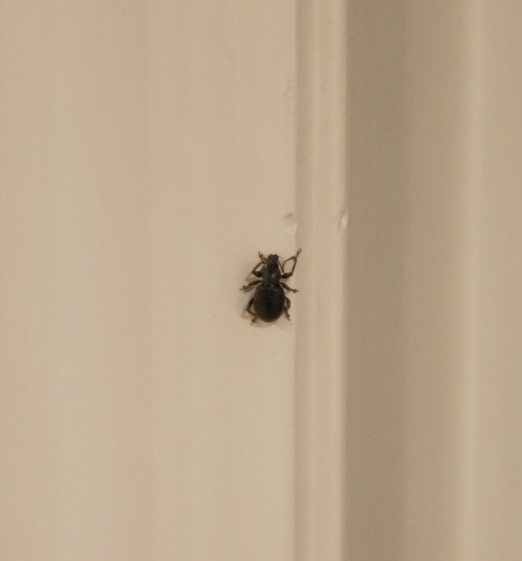 Lilac Root Weevil in March 2025 by jofro · iNaturalist