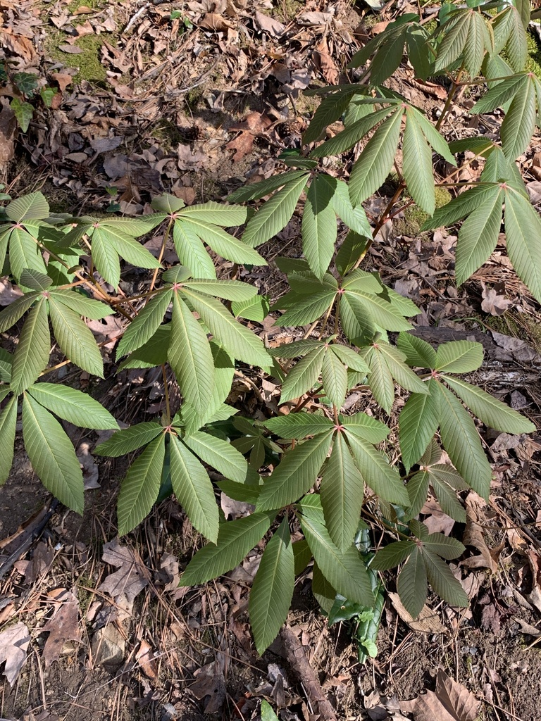 Red Buckeye from Macon, GA, US on March 7, 2025 at 03:36 PM by Donna ...