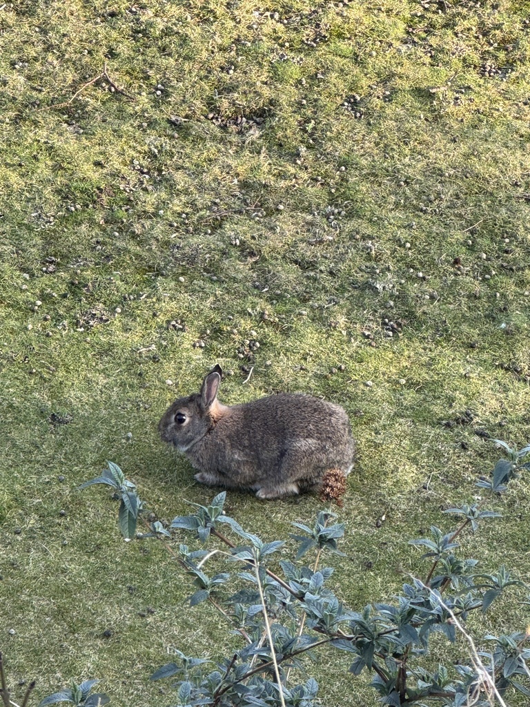 European Rabbit from Regent Road, Edinburgh, Scotland, GB on March 6 ...