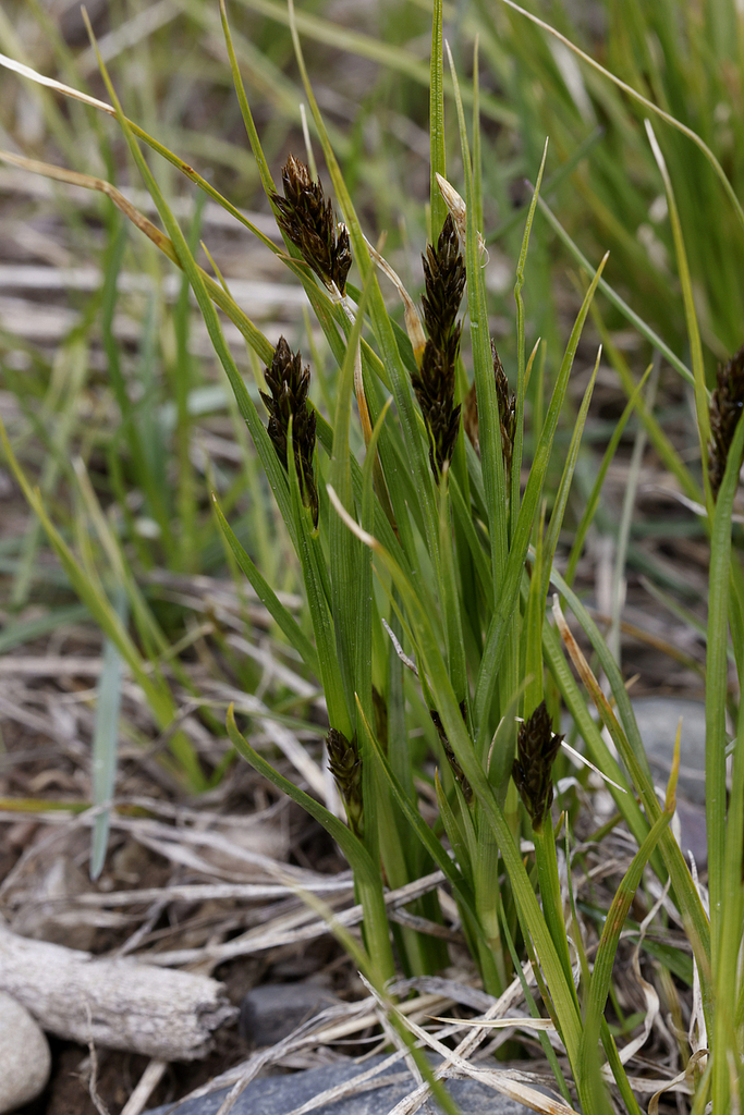 black alpine sedge from Mt Washburn, Wyoming 82190, USA on May 24, 2022 ...