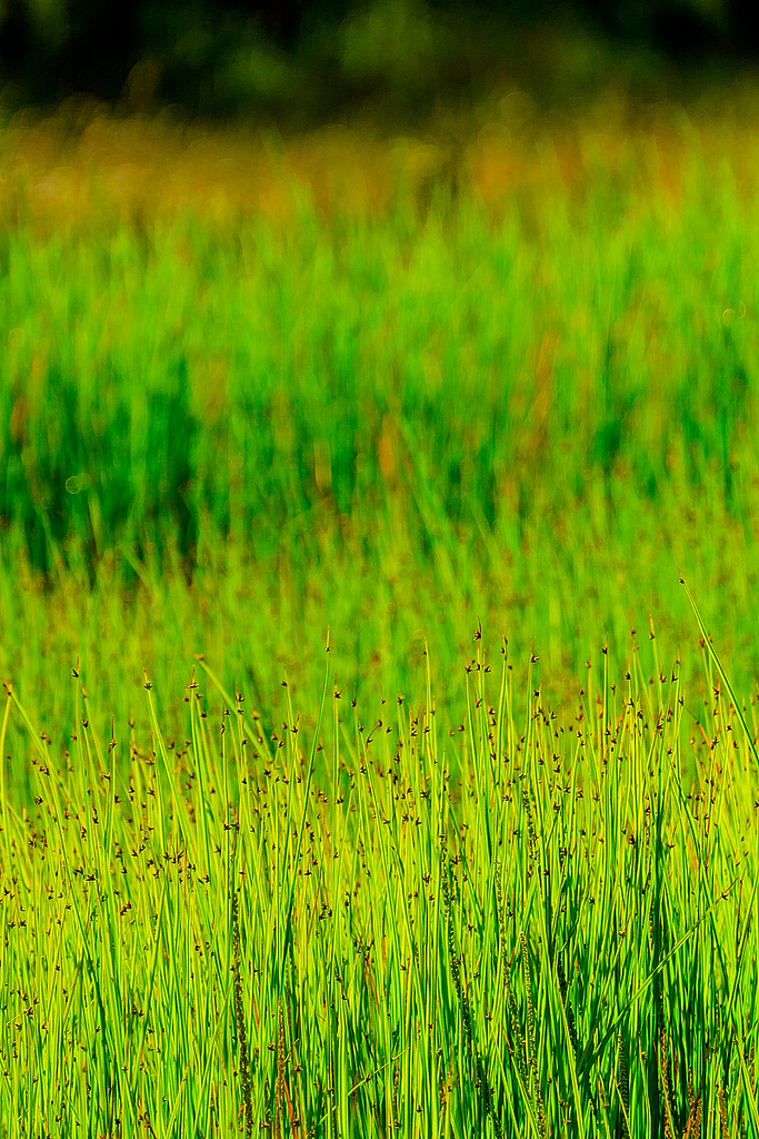 American three-square bulrush from Firehole River, Wyoming 82190, USA ...
