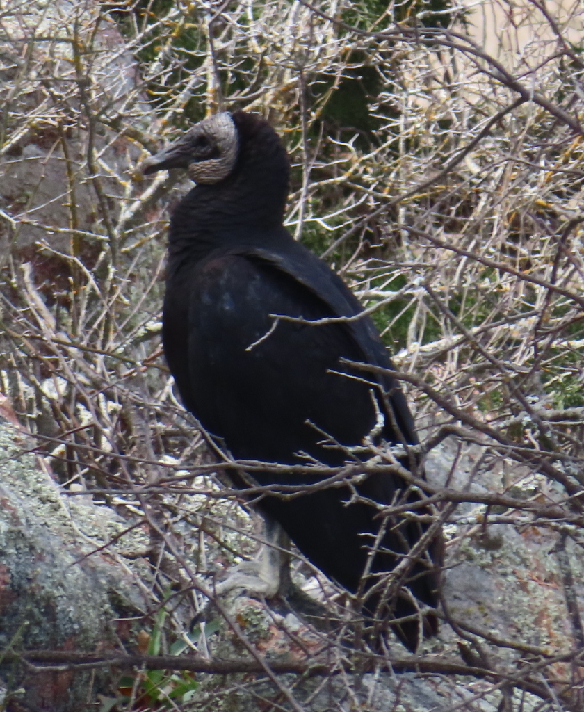 Black Vulture from Gillespie County, TX, USA on March 06, 2025 at 11:55 ...