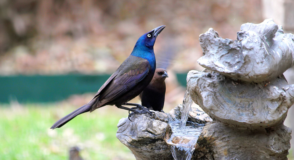 Common Grackle from Leicester St, Garland, TX, USA on March 11, 2021 at ...