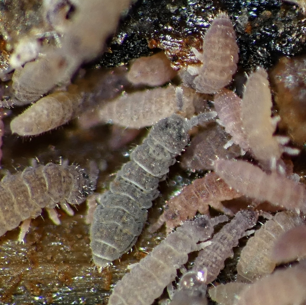 Plump Springtails from BR2, UK on March 4, 2025 at 12:30 PM by Ross McCallum · iNaturalist