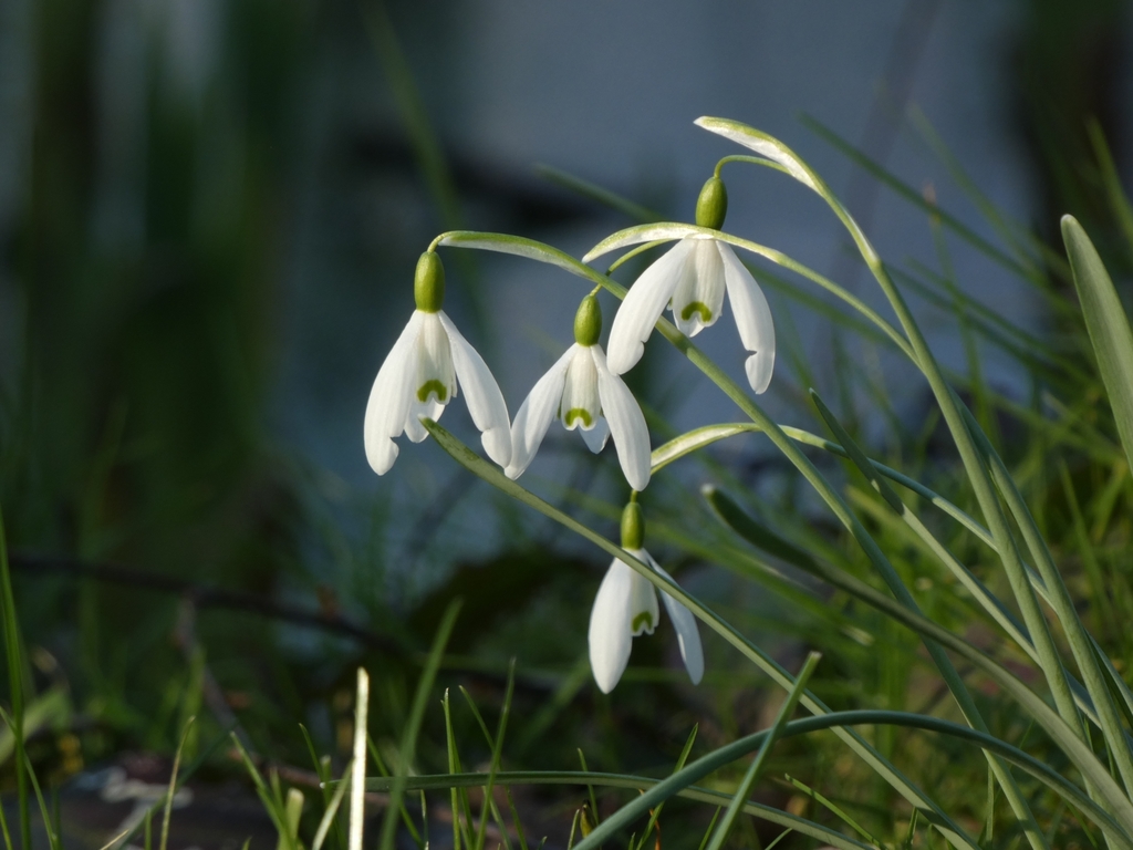 common snowdrop from BR2, UK on March 3, 2025 at 04:08 PM by Ross ...