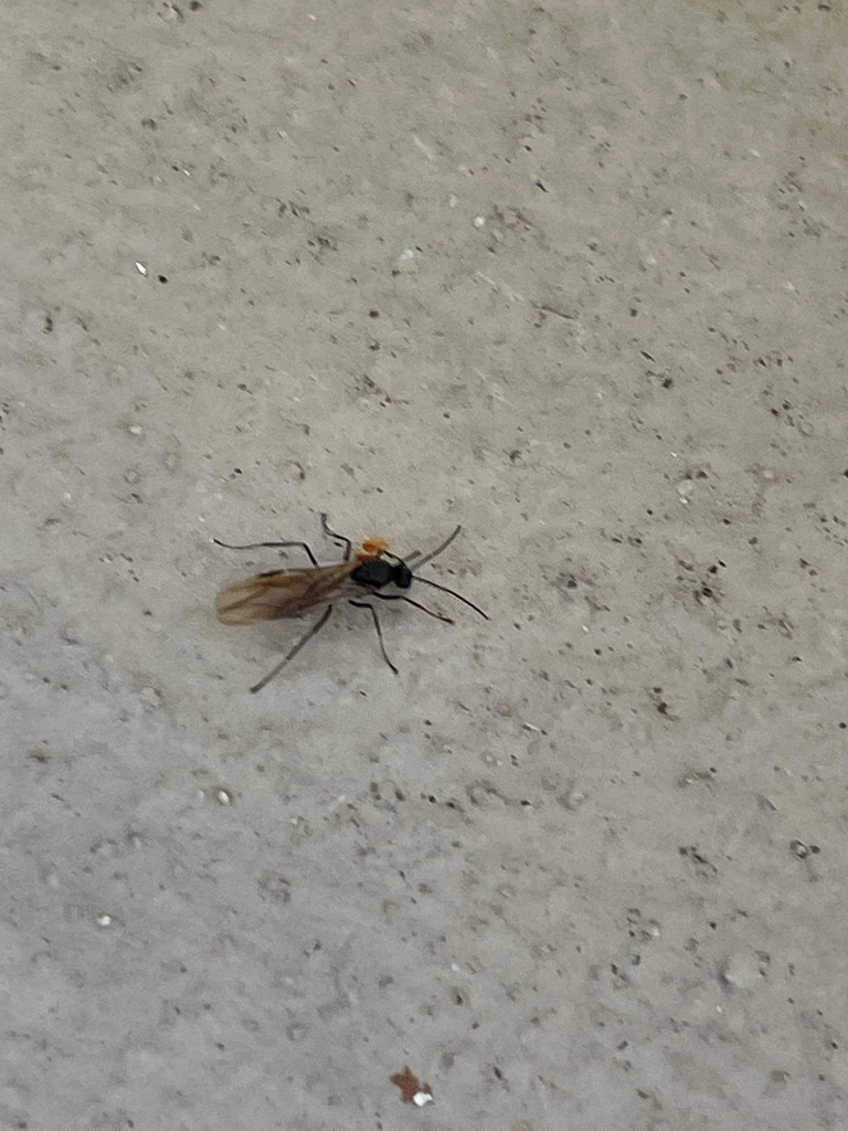 Ants from Guam, Chalan Pago-Ordot, Guam, US on March 7, 2025 at 11:55 ...