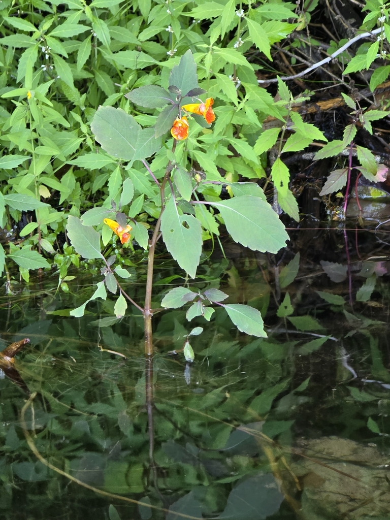 common jewelweed from Harrison, WI, USA on August 02, 2024 at 10:55 AM ...