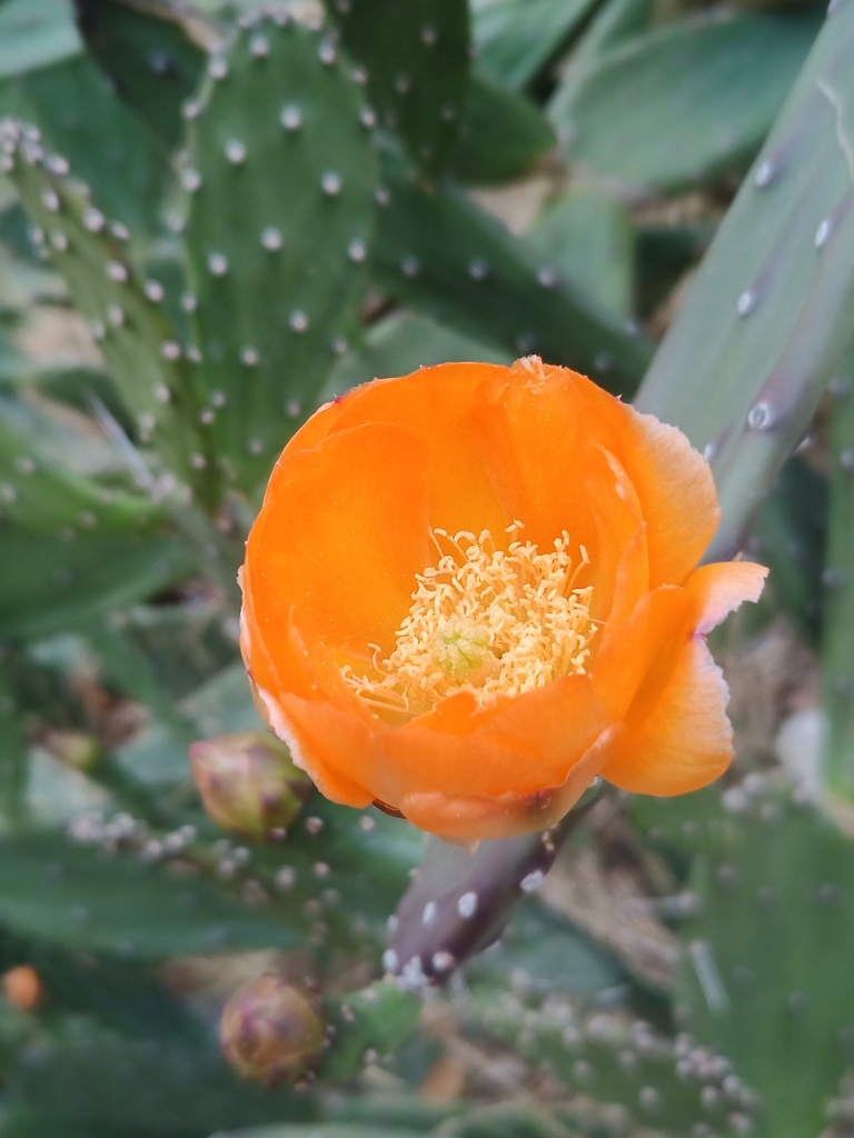 Opuntia bonaerensis in May 2023 by Mauricio Alejandro Montes Ojeda ...