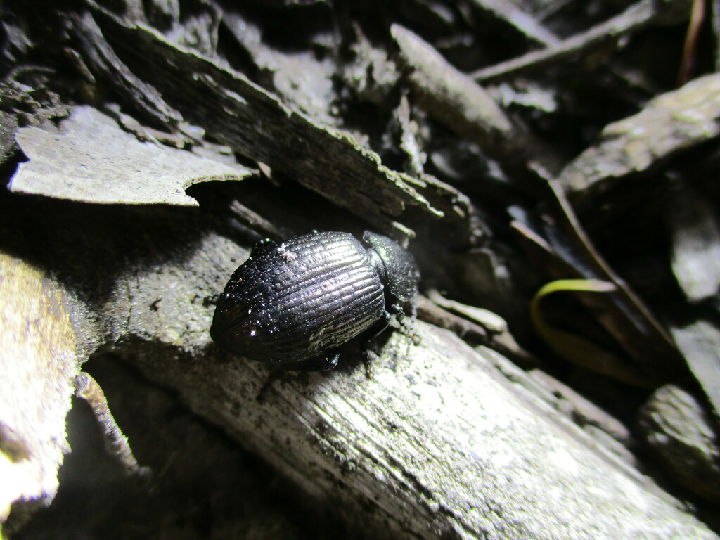 Adelium in February 2025 by Angus Smith · iNaturalist