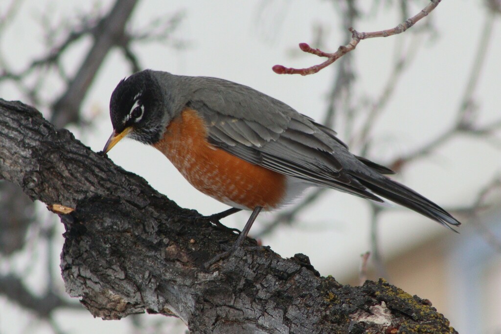 Northern Robin from Rexburg, ID, USA on February 22, 2025 at 02:02 PM ...