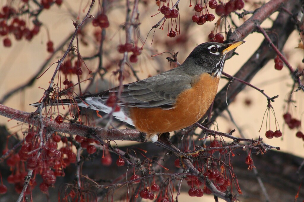 Northern Robin from Rexburg, ID, USA on February 22, 2025 at 02:05 PM ...