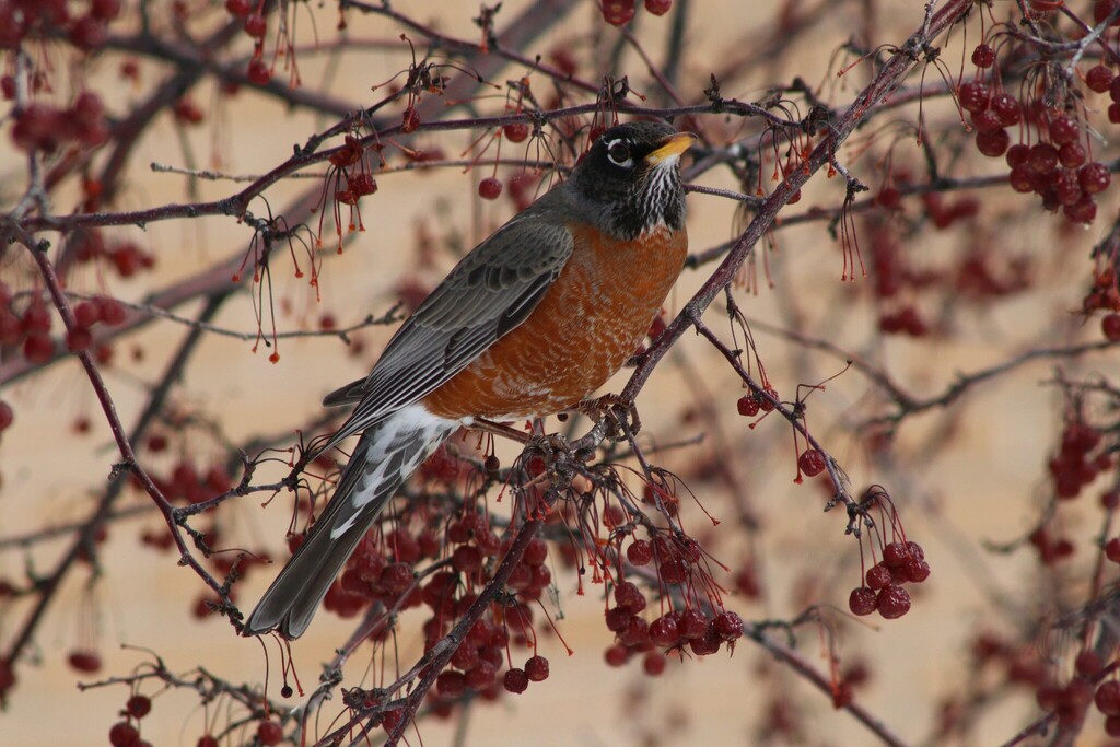 Western Robin from Rexburg, ID, USA on February 22, 2025 at 02:05 PM by ...