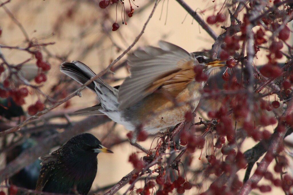 Western Robin from Rexburg, ID, USA on February 22, 2025 at 02:05 PM by ...