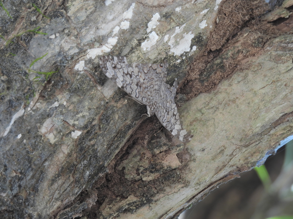 Hamadryas februa ferentina from Pijijiapan, MX-CH, MX on March 5, 2025 ...