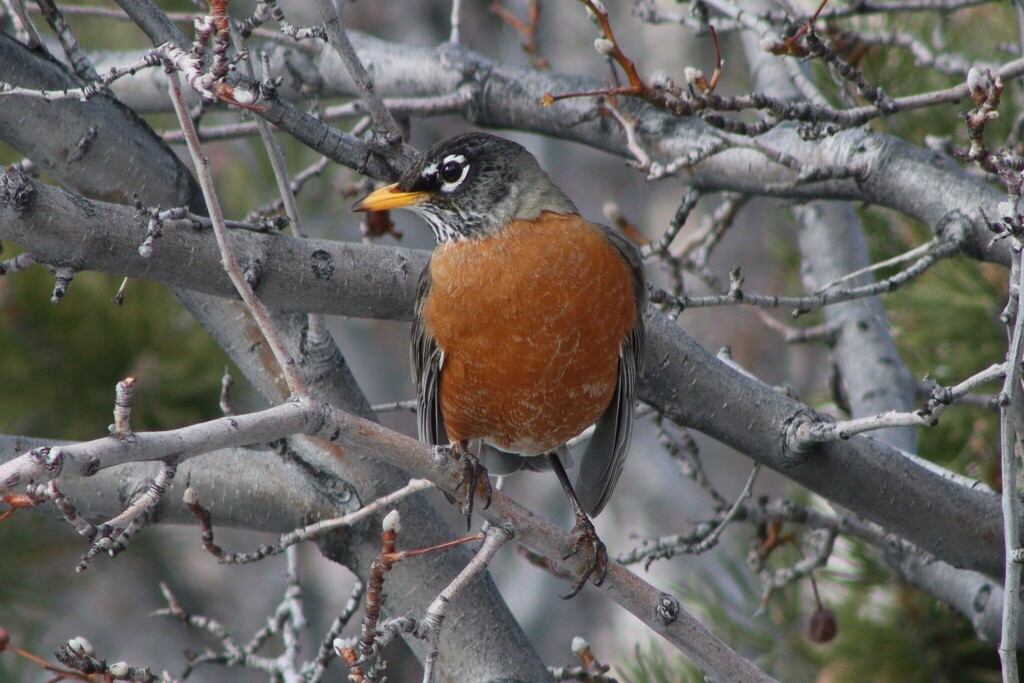 Western Robin from Rexburg, ID, USA on February 22, 2025 at 02:09 PM by ...