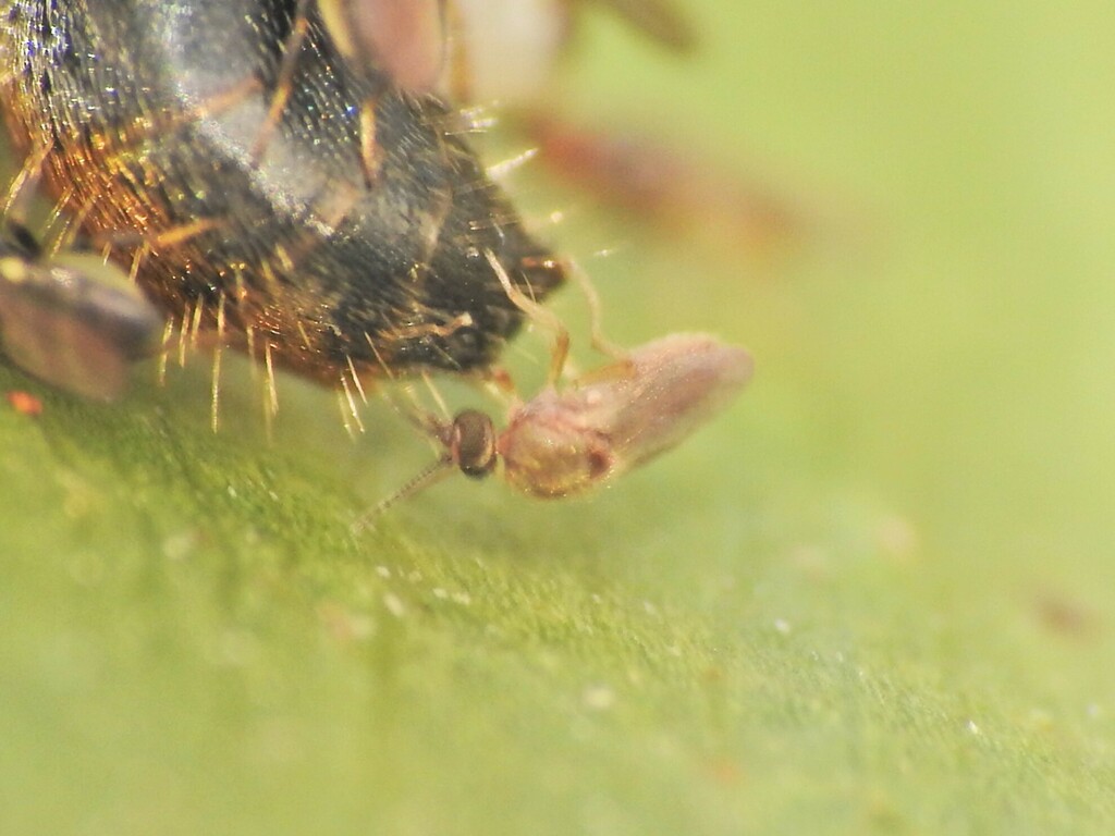 Biting Midges from Talegalla Weir QLD 4650, Australia on March 8, 2025 ...