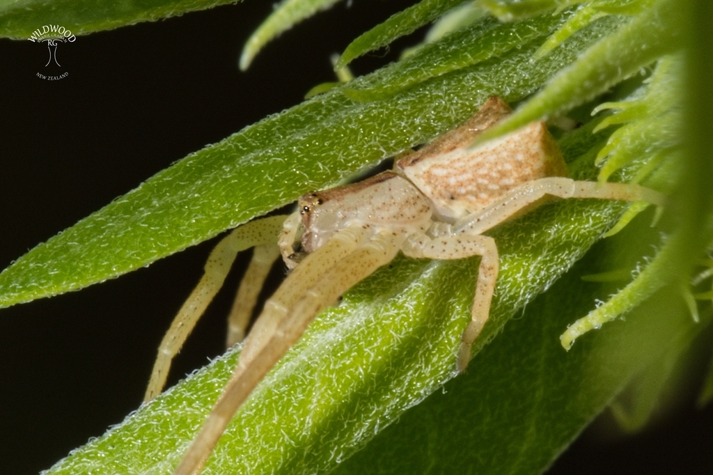 Square-ended Crab Spiders from Waitahanui, New Zealand on March 8, 2025 at 01:33 PM by Robbie ...