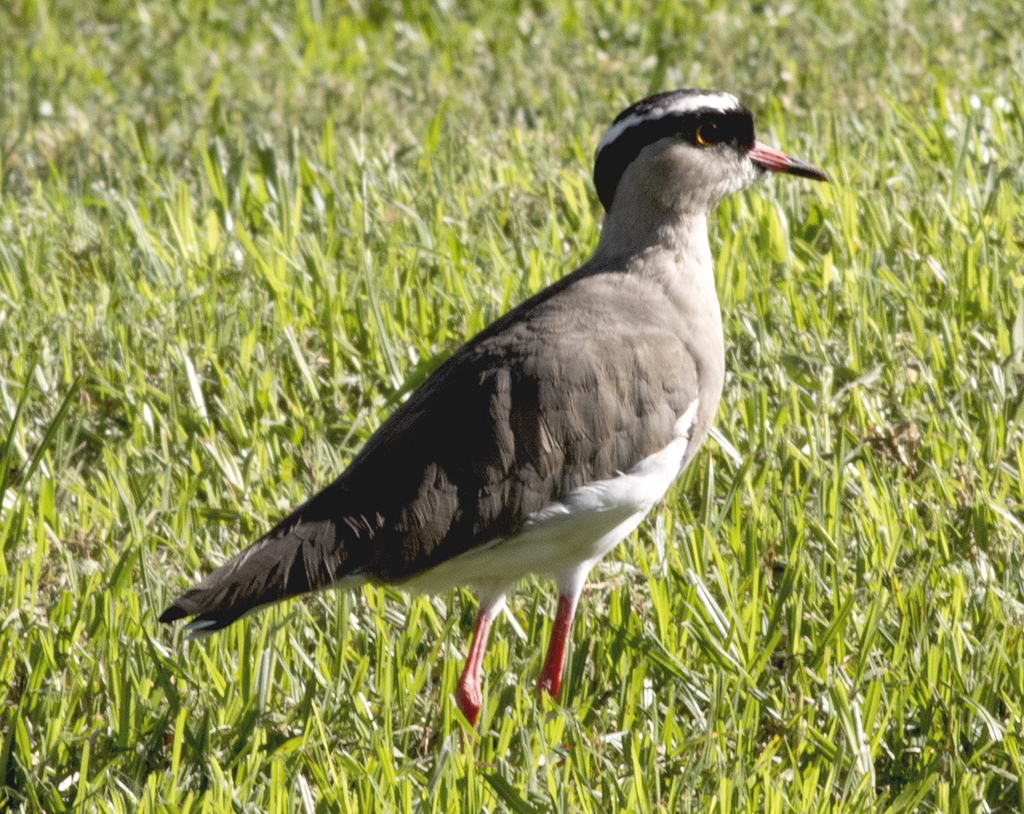 Cape Crowned Lapwing from Silver Lakes Golf Estate, 0054, Suid-Afrika ...