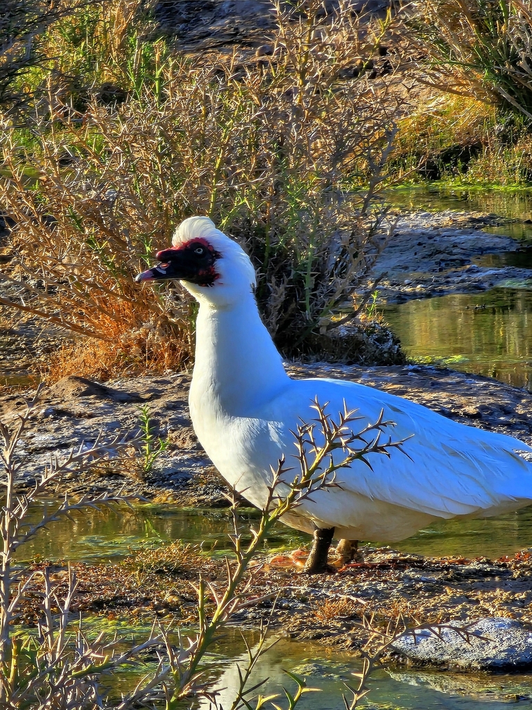 Domestic Muscovy Duck in March 2025 by Jennifer Ruelas · iNaturalist