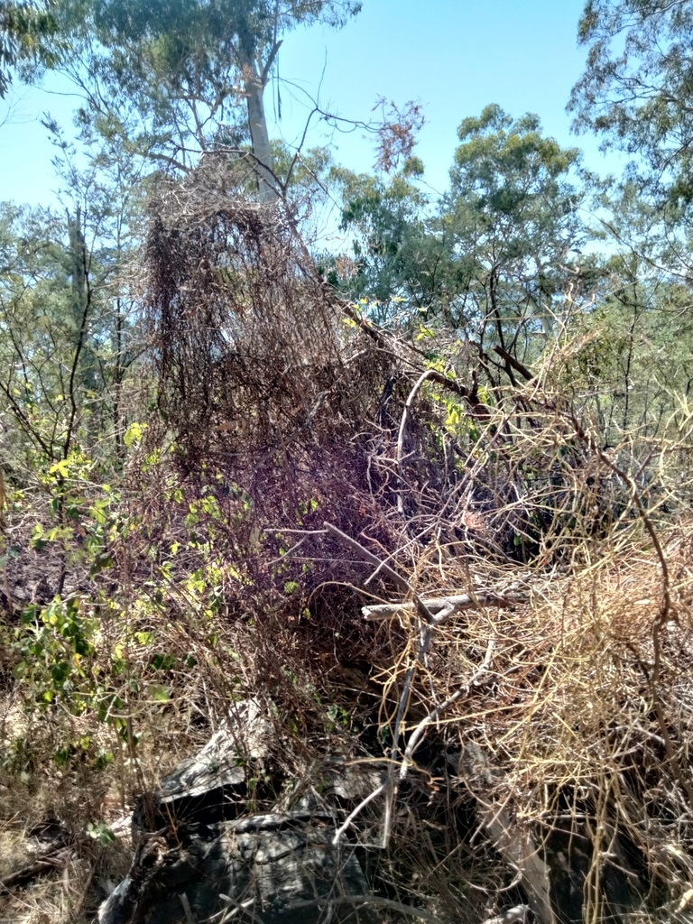 Coarse Dodder-laurel from Mansfield, Australian Alps - Victoria, AU-VI ...