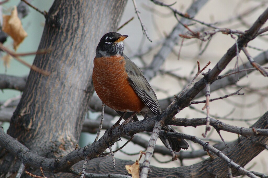 Western Robin from Rexburg, ID, USA on February 22, 2025 at 02:15 PM by ...