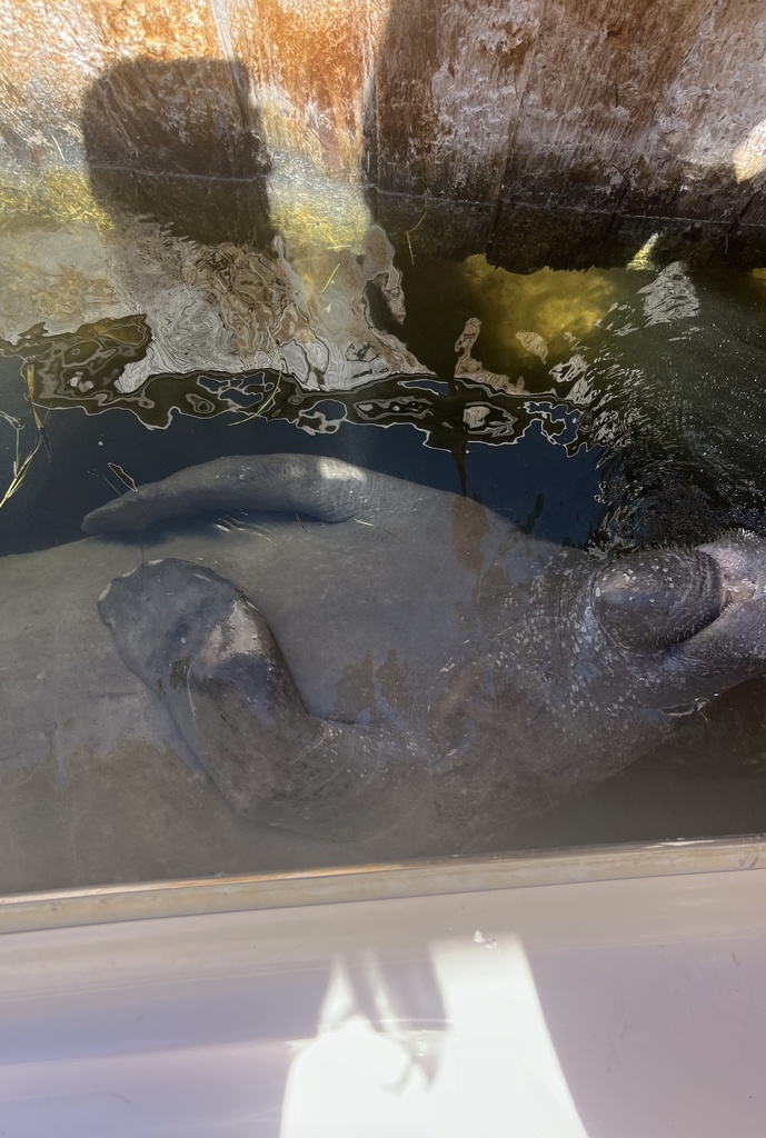 Florida Manatee in March 2025 by lares_m_004 · iNaturalist