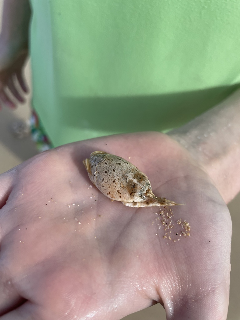 Pacific Mole Crab from North Pacific Ocean, Punaluʻu, HI, US on March 7 ...